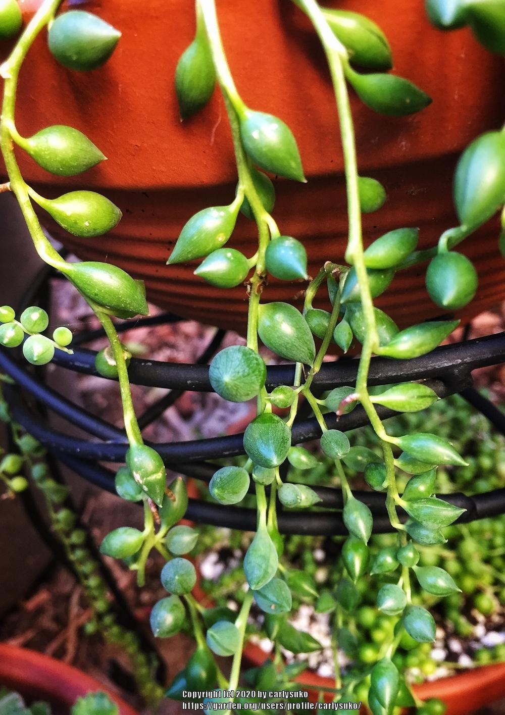 String of Figs (Curio 'Raindrops') - Garden.org