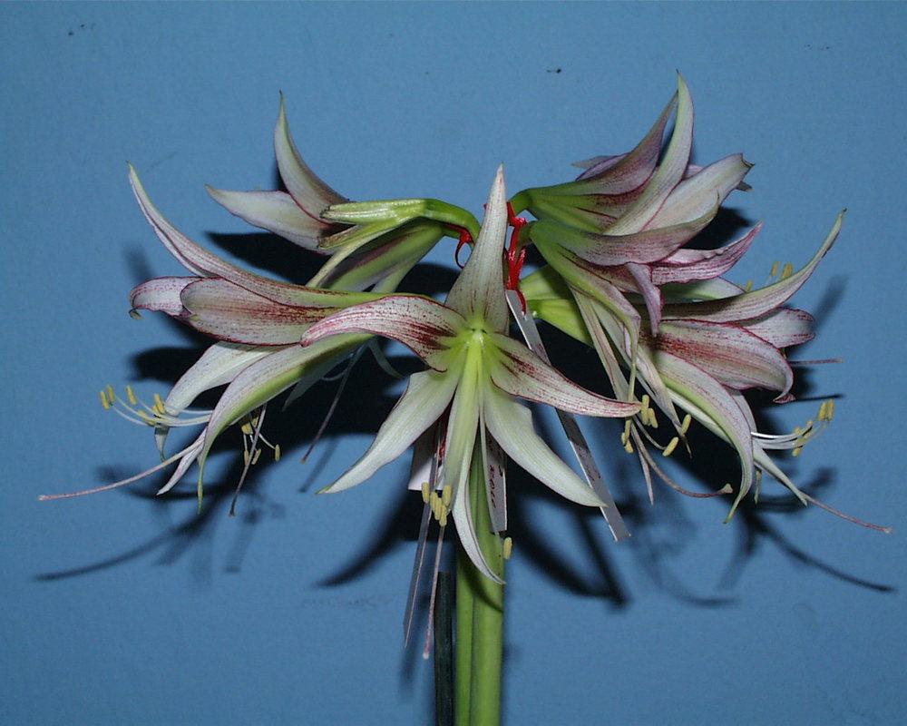 Photo of the bloom of Amaryllis (Hippeastrum cybister 'Emerald') posted ...