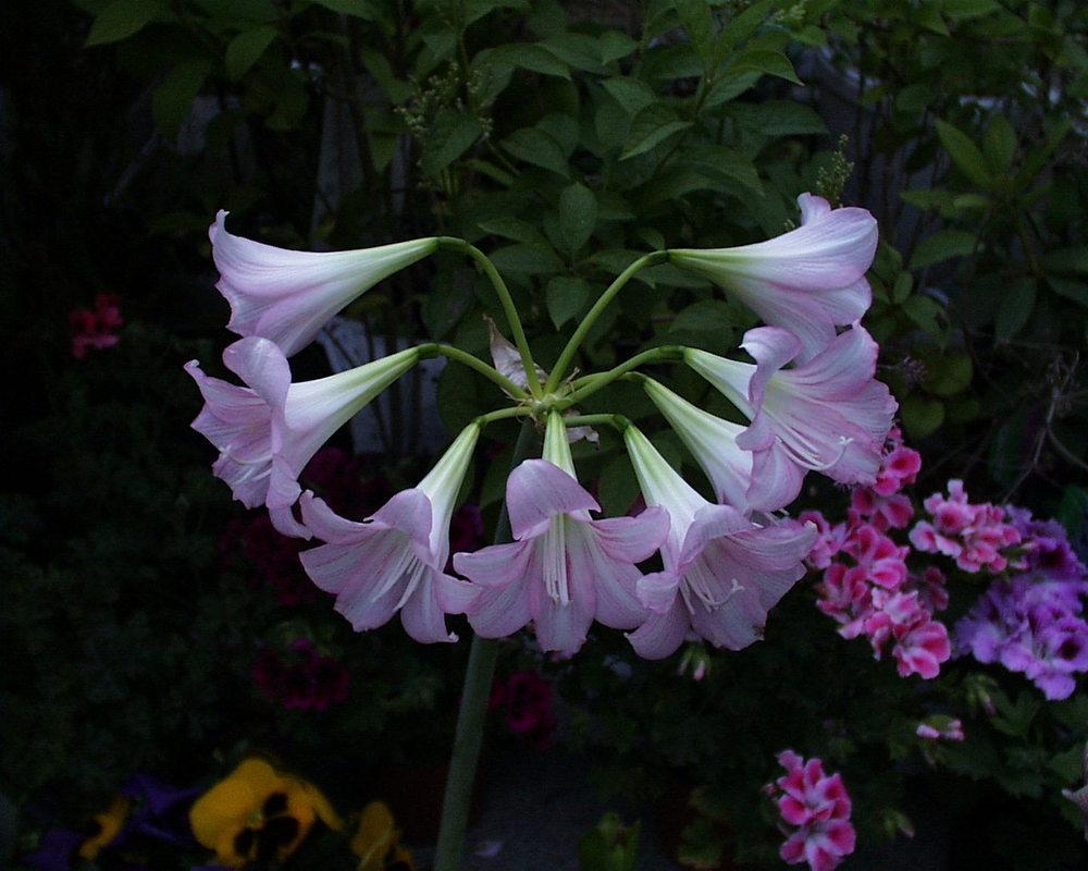 Amaryllis (Hippeastrum Sonatini™ Pink Rascal) in the Amaryllis Database ...