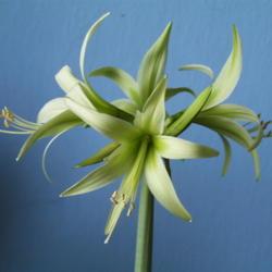 Amaryllis (Hippeastrum 'Evergreen') in the Amaryllis Database - Garden.org