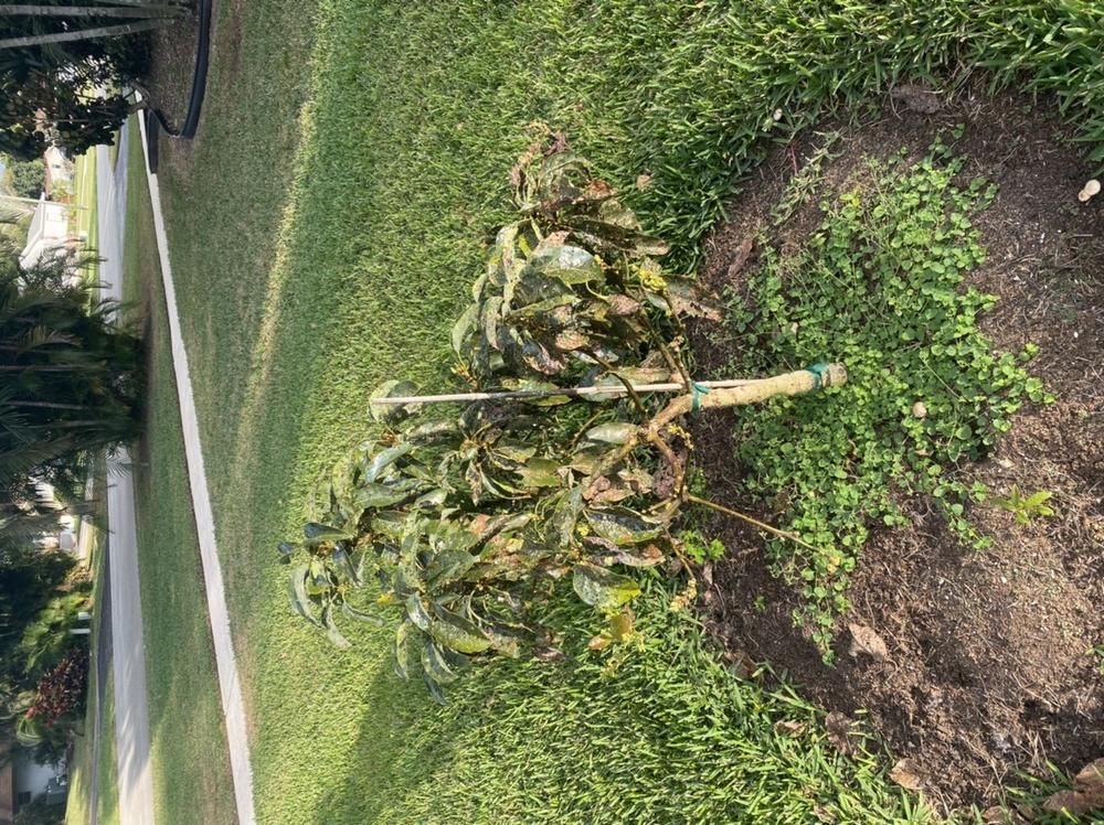 Avocado Tree Sick - What is it??? in the Vegetables and Fruit forum ...