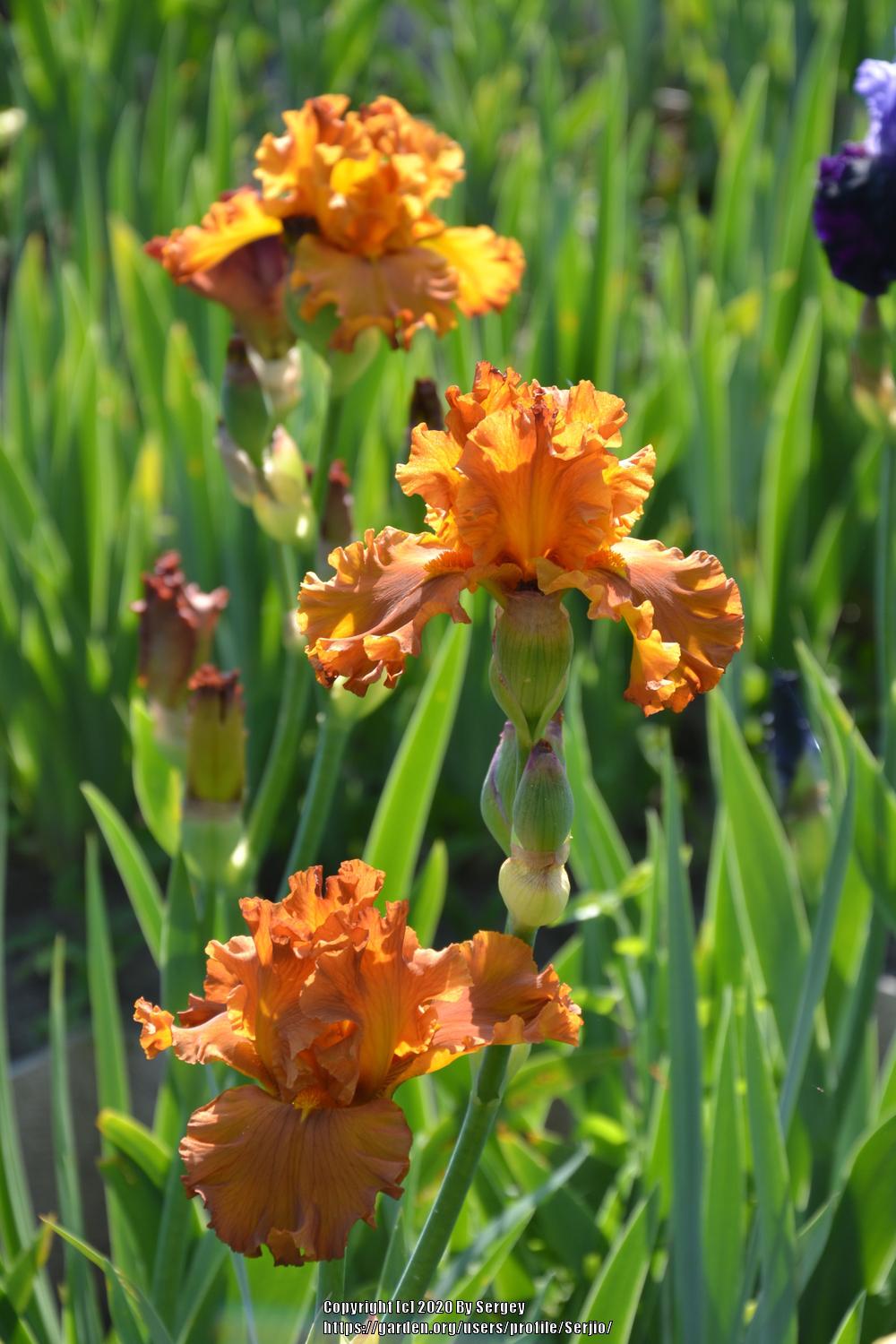 Photo of the bloom of Tall Bearded Iris (Iris 'Golden Panther') posted ...