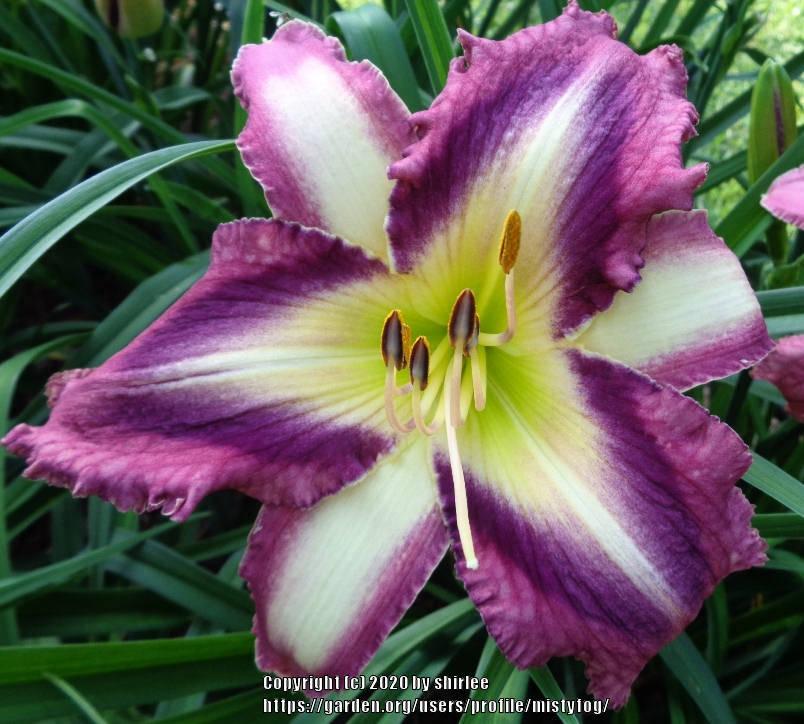 Daylily (Hemerocallis 'Azure Prism') in the Daylilies Database - Garden.org