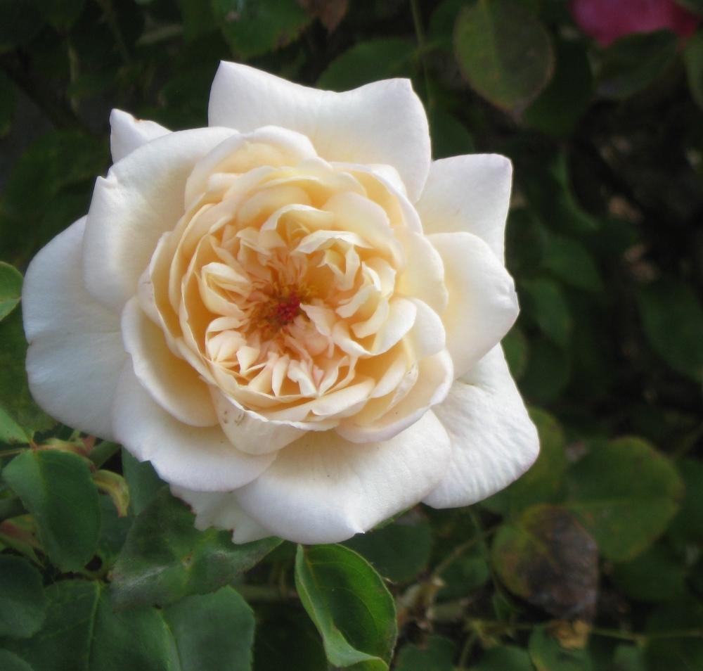 Rose (Rosa 'Jacques Porcher') in the Roses Database - Garden.org