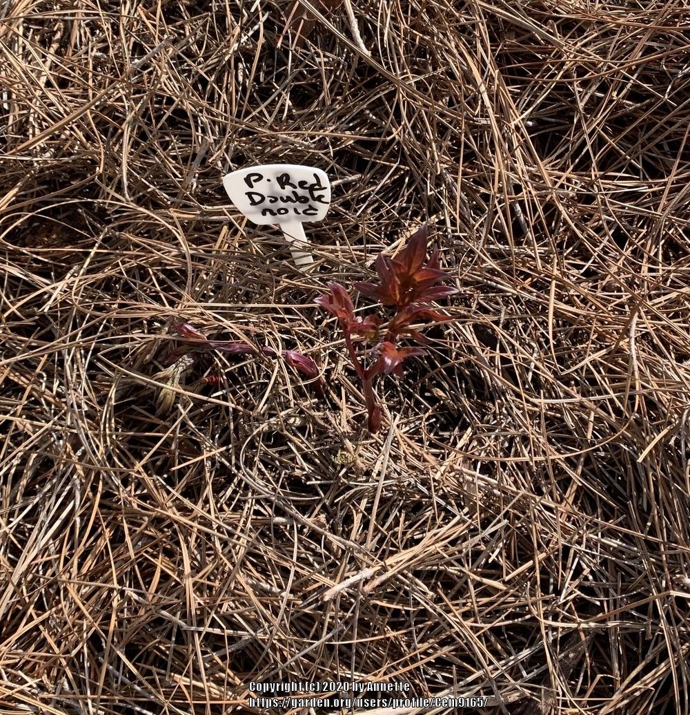 Signs of Spring 2020 in the Peonies forum - Garden.org