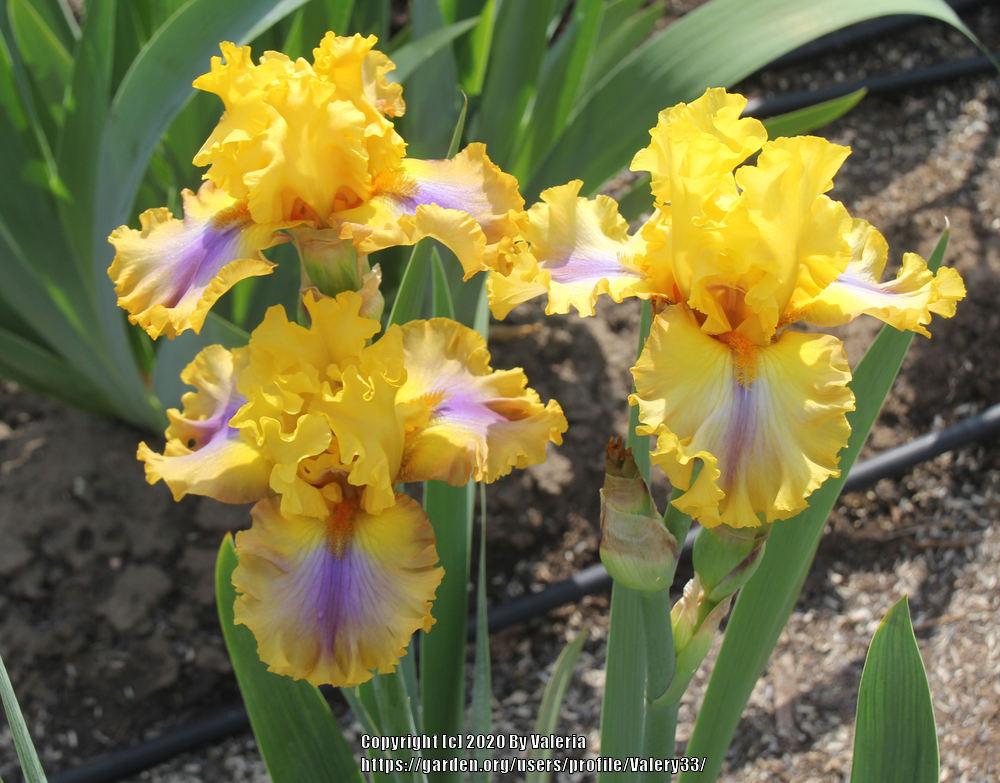 Photo of the bloom of Tall Bearded Iris (Iris 'Good Morning Sunshine ...