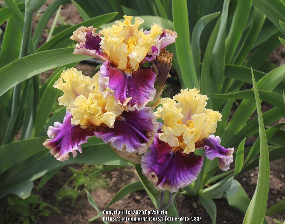 Photo of the bloom of Tall Bearded Iris (Iris 'Carnival Capers') posted ...