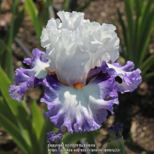 Tall Bearded Iris (Iris 'Romantico') in the Irises Database - Garden.org