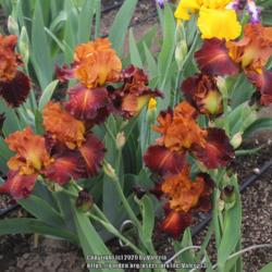 Tall Bearded Iris (Iris 'Different Flavors') in the Irises Database ...