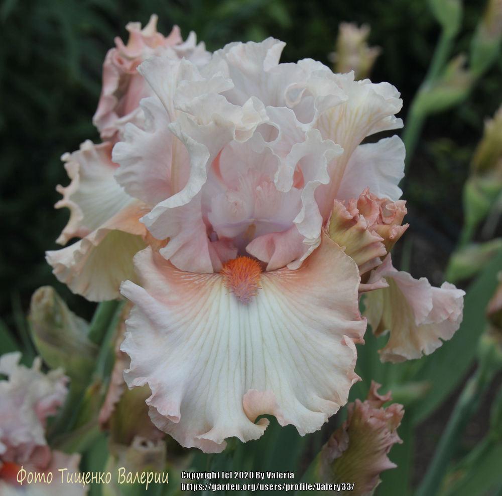 Photo of the bloom of Tall Bearded Iris (Iris 'Double Platinum') posted ...
