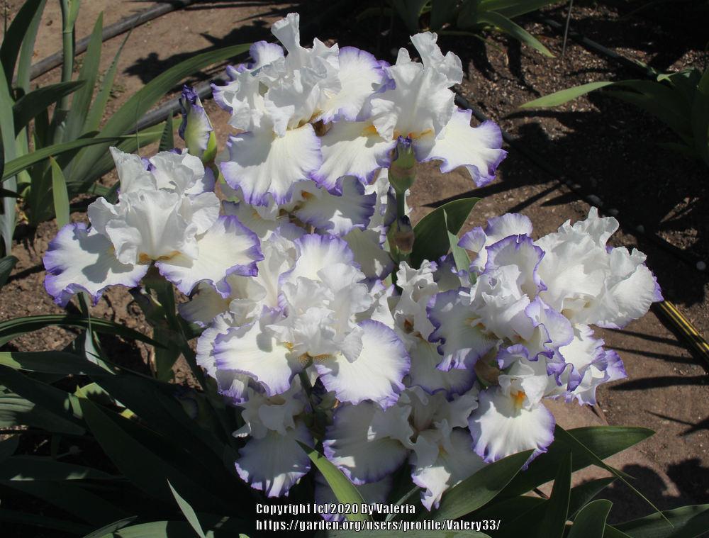 Photo of the bloom of Tall Bearded Iris (Iris 'Queen's Circle') posted ...