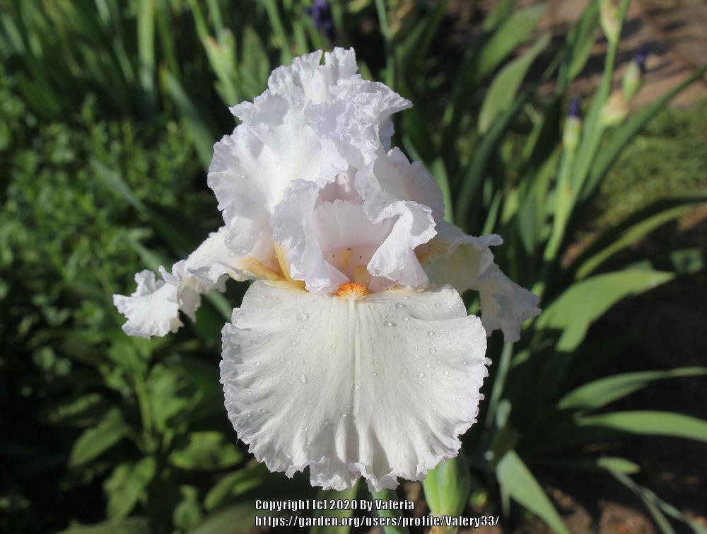 Tall Bearded Iris (Iris 'Queen Anne's Lace') in the Irises Database ...