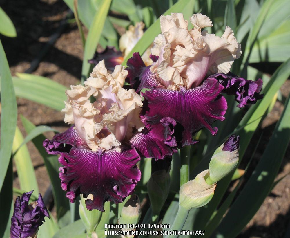 Photo of the bloom of Tall Bearded Iris (Iris 'Gates of Rome') posted ...