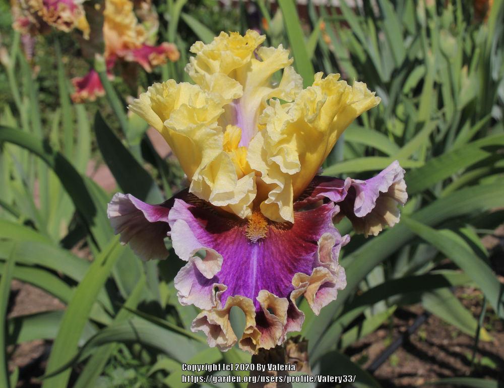 Photo of the bloom of Tall Bearded Iris (Iris 'Carnival Capers') posted ...