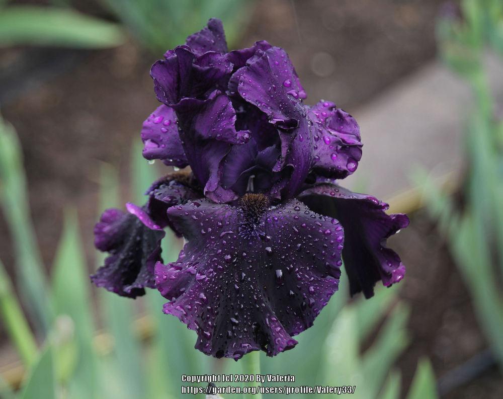 Tall Bearded Iris (Iris 'Scared Stiff') in the Irises Database - Garden.org