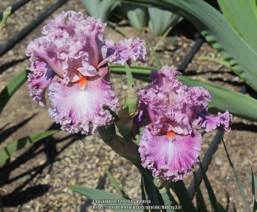 Photo of the bloom of Tall Bearded Iris (Iris 'Just Witchery') posted ...