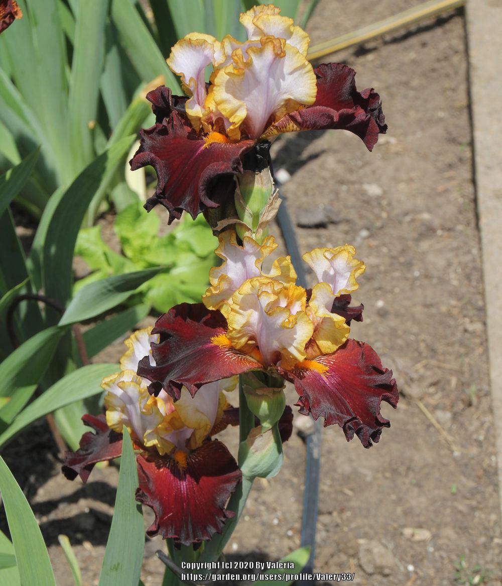 Photo of the bloom of Tall Bearded Iris (Iris 'Plot Line') posted by ...