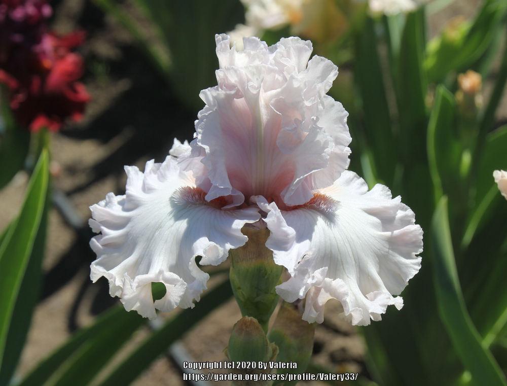 Photo of the bloom of Tall Bearded Iris (Iris 'Rite of Passage') posted ...