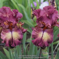 Tall Bearded Iris (Iris 'Raspberry Fudge') in the Irises Database ...