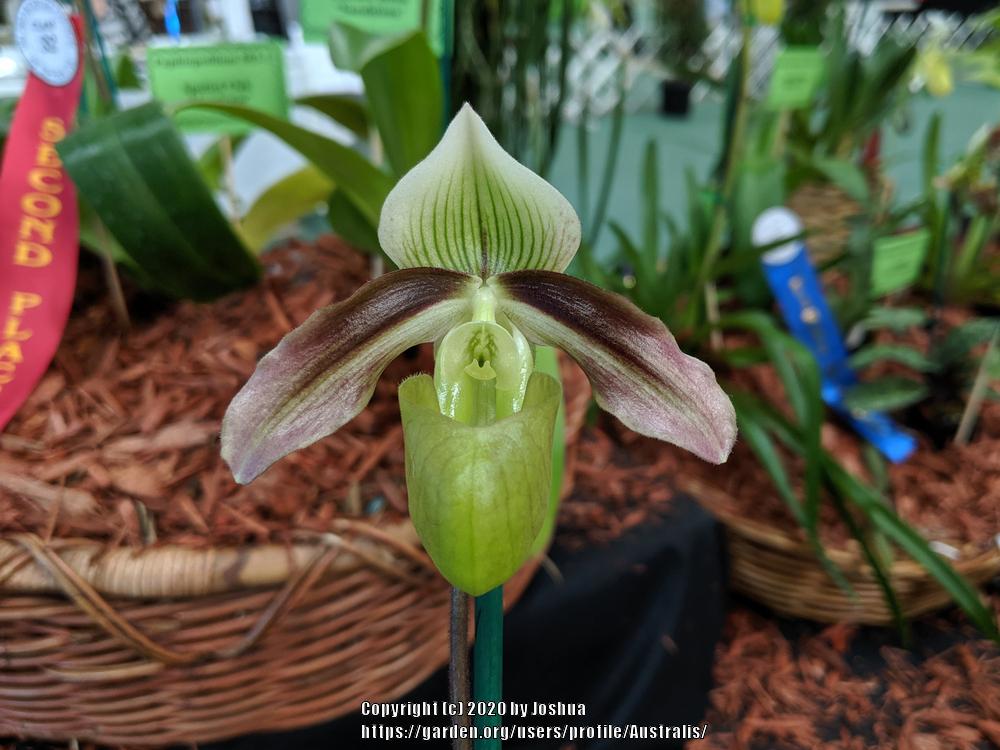 Photo of the bloom of Shimmering Purple Paphiopedilum (Paphiopedilum ...