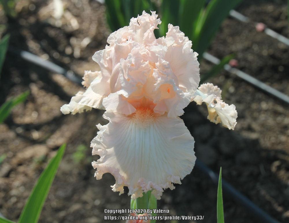 Photo of the bloom of Tall Bearded Iris (Iris 'Taylor Louise') posted ...