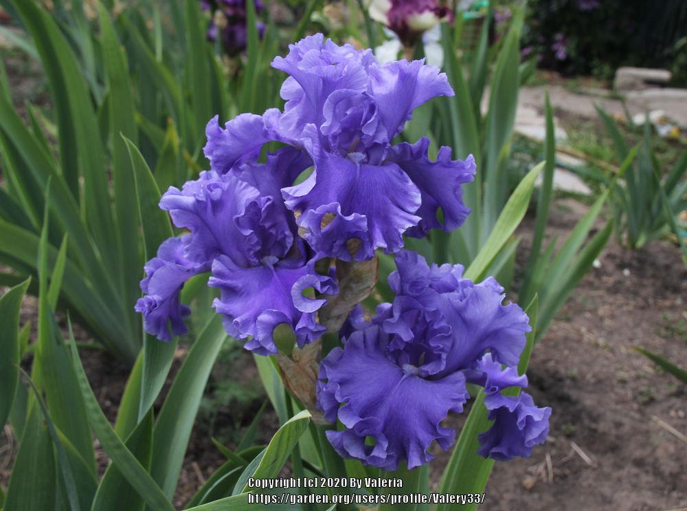 Photo of the bloom of Tall Bearded Iris (Iris 'Sea Power') posted by ...