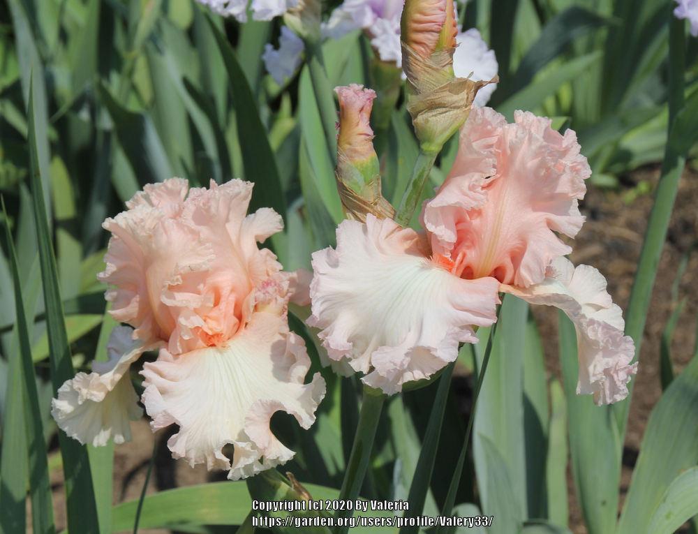 Photo of the bloom of Tall Bearded Iris (Iris 'Picture Book') posted by ...