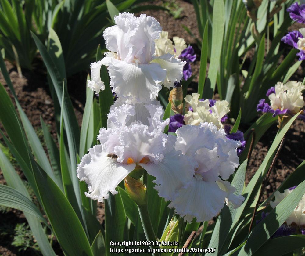 Photo of the bloom of Tall Bearded Iris (Iris 'Queen of Angels') posted ...
