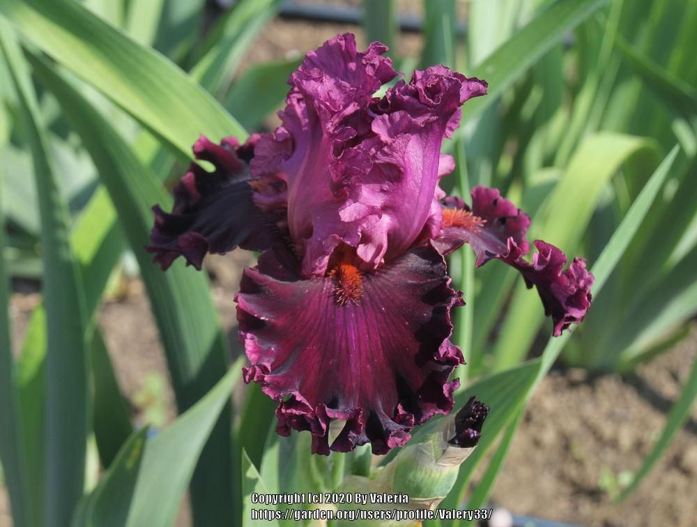 Photo of the bloom of Tall Bearded Iris (Iris 'Up in Flames') posted by ...