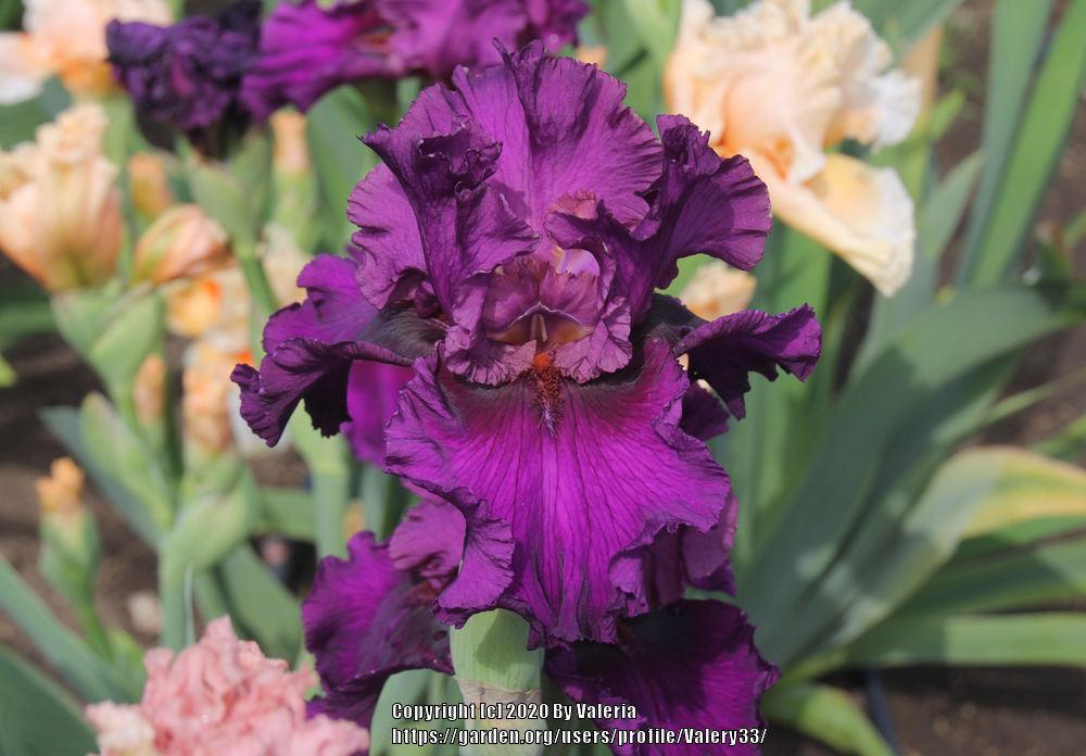 Photo of the bloom of Tall Bearded Iris (Iris 'Who's a Toff') posted by ...