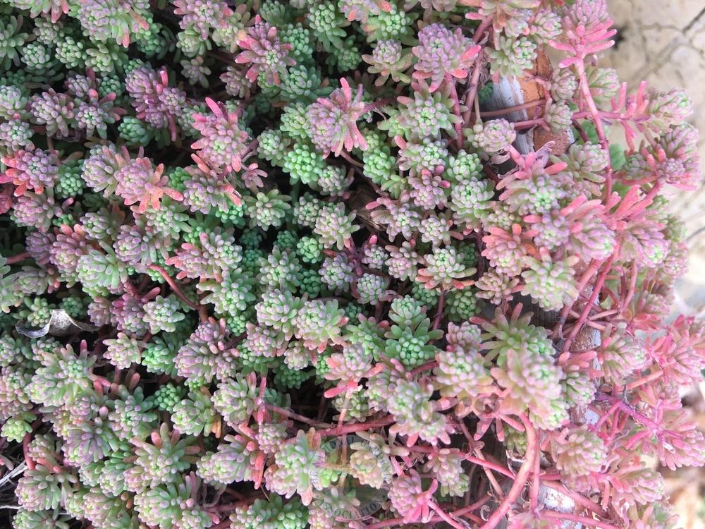 Turkish Stonecrop (Sedum pallidum) in the Sedums Database - Garden.org