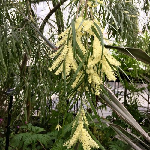 Gossamer Wattle (Acacia floribunda) - Garden.org