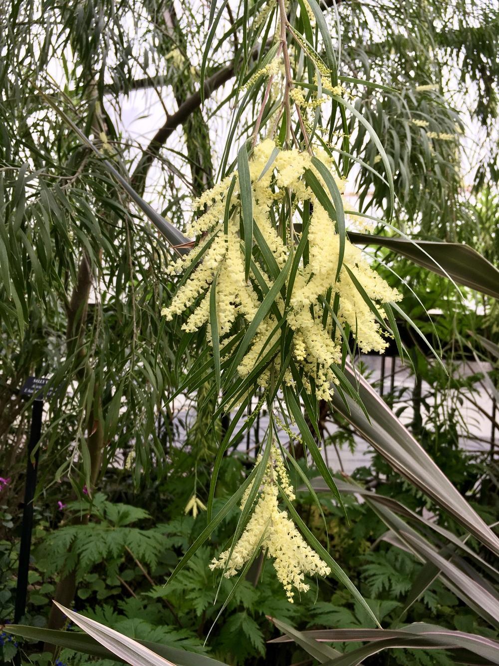 Gossamer Wattle (Acacia floribunda) - Garden.org