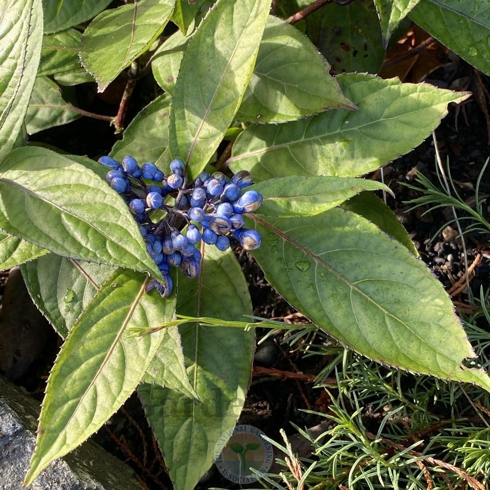 Photo of the leaves of Blue Evergreen Hydrangea (Hydrangea febrifuga ...