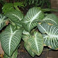 Photo of the entire plant of Angel Wings (Phyllotaenium lindenii ...