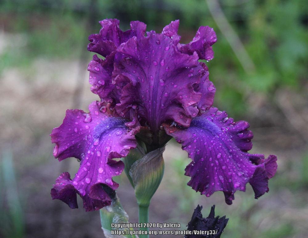 Photo of the bloom of Tall Bearded Iris (Iris 'Nora Eileen') posted by ...