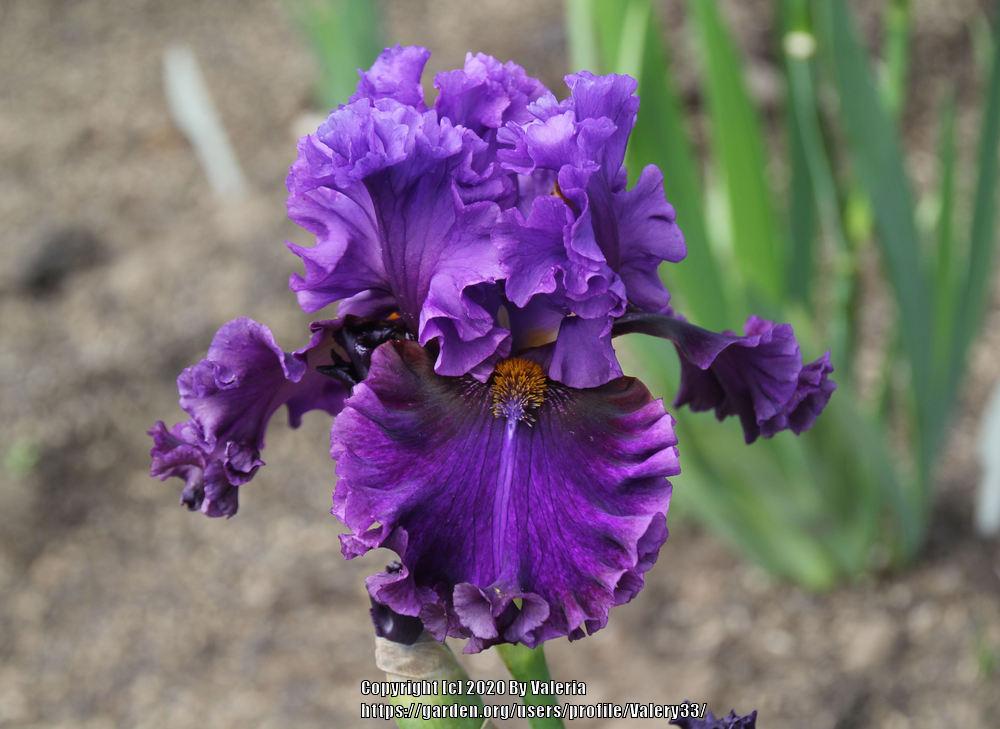 Tall Bearded Iris (Iris 'Pagan Knight') in the Irises Database - Garden.org