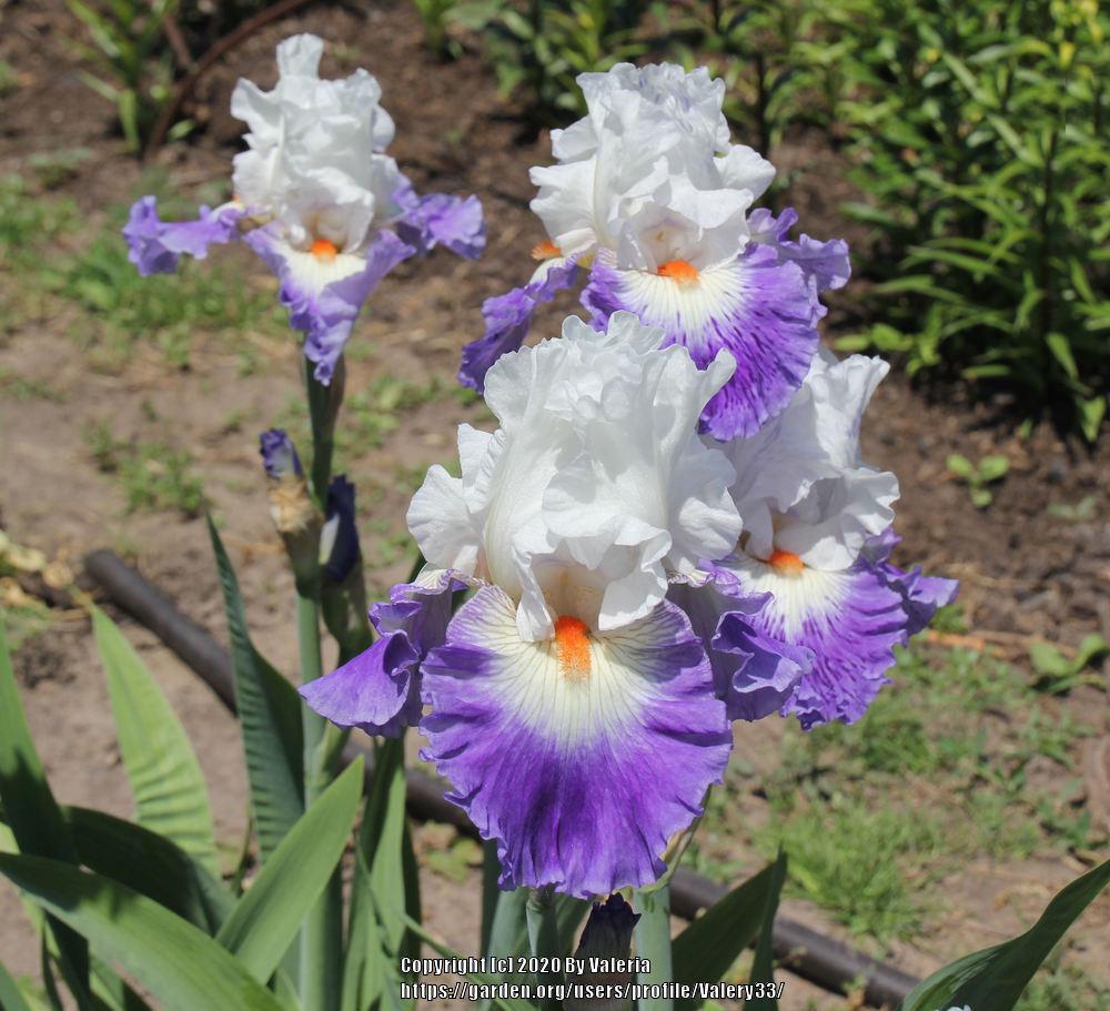 Photo of the bloom of Tall Bearded Iris (Iris 'Last Laugh') posted by ...