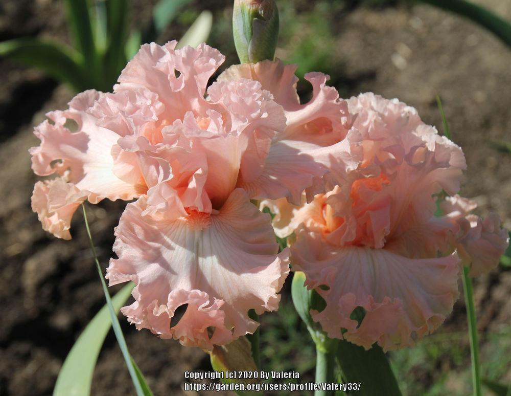 Photo of the bloom of Tall Bearded Iris (Iris 'Kitty Kay') posted by ...