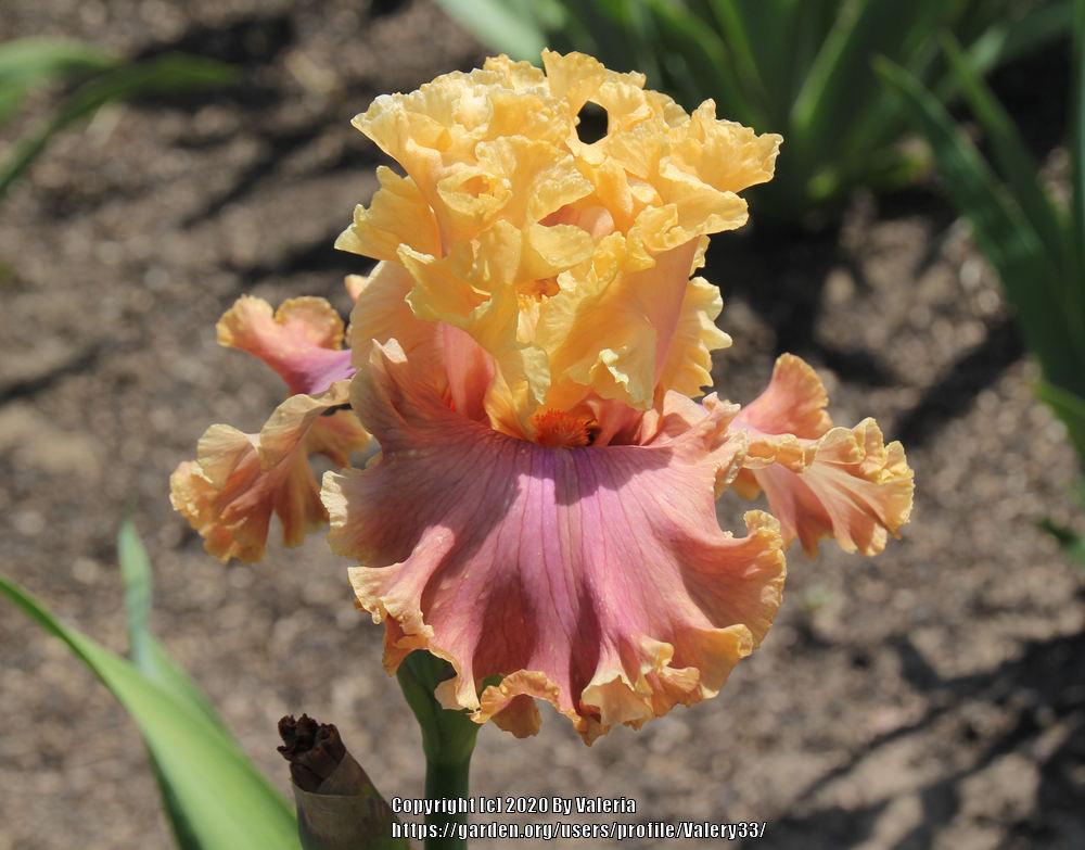 Photo of the bloom of Tall Bearded Iris (Iris 'Glamazon') posted by ...