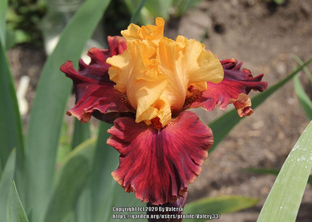 Photo of the bloom of Tall Bearded Iris (Iris 'Hot Secret') posted by ...