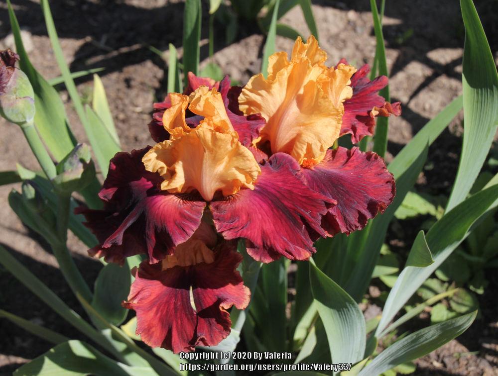 Photo of the bloom of Tall Bearded Iris (Iris 'Hot Secret') posted by ...