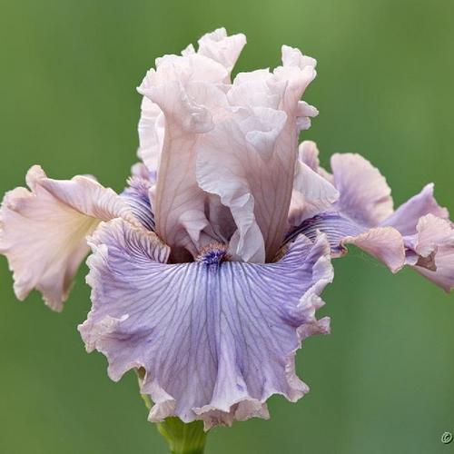 Tall Bearded Iris (Iris 'Haunted Heart') in the Irises Database ...