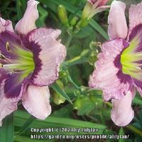 Photo of the bloom of Daylily (Hemerocallis 'Westbourne Revivals ...