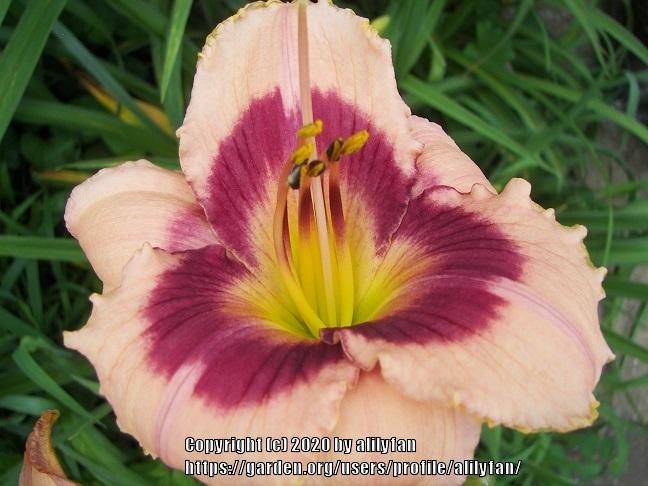 Photo of the bloom of Daylily (Hemerocallis 'Wineberry Candy') posted ...