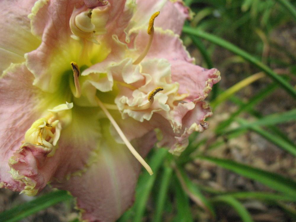 Photo of the bloom of Daylily (Hemerocallis 'William Marchant') posted ...
