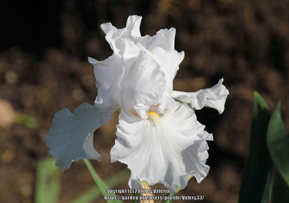 Photo of the bloom of Tall Bearded Iris (Iris 'Helen Dawn') posted by ...