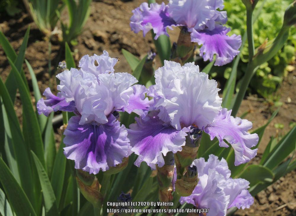 Photo of the bloom of Tall Bearded Iris (Iris 'Ascent of Angels ...