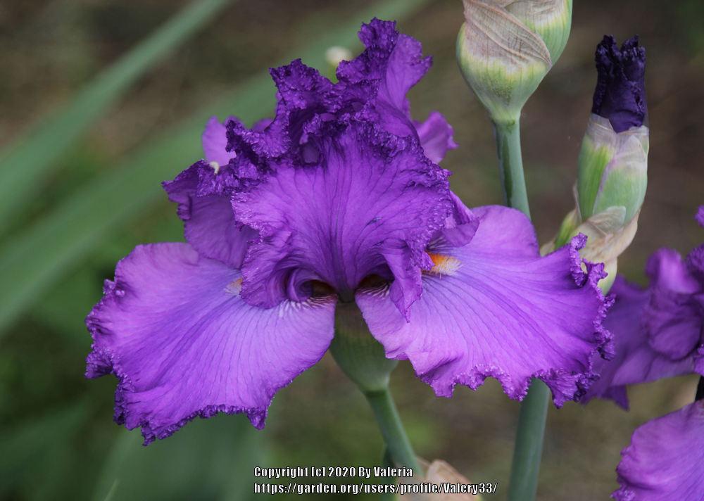 Photo of the bloom of Tall Bearded Iris (Iris 'Horatio') posted by Valery33 - Garden.org