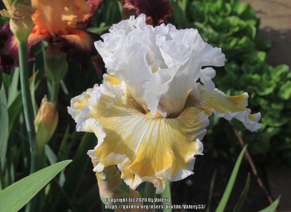 Photo of the bloom of Tall Bearded Iris (Iris 'Baby I Love You') posted ...